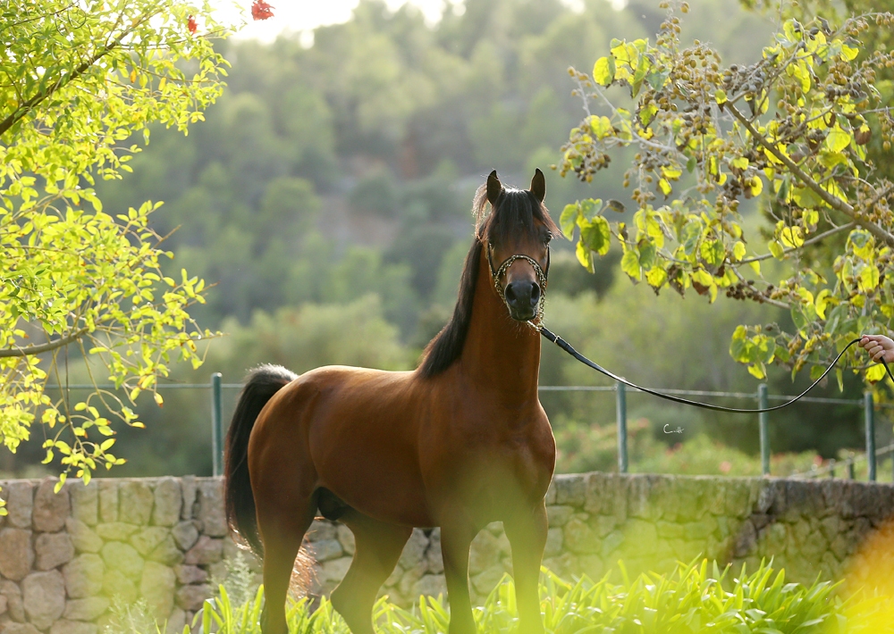 ABHA VOLTAIRE (Besson Carol x Abha Quidam) | BASTIDA ARABIANS Stud